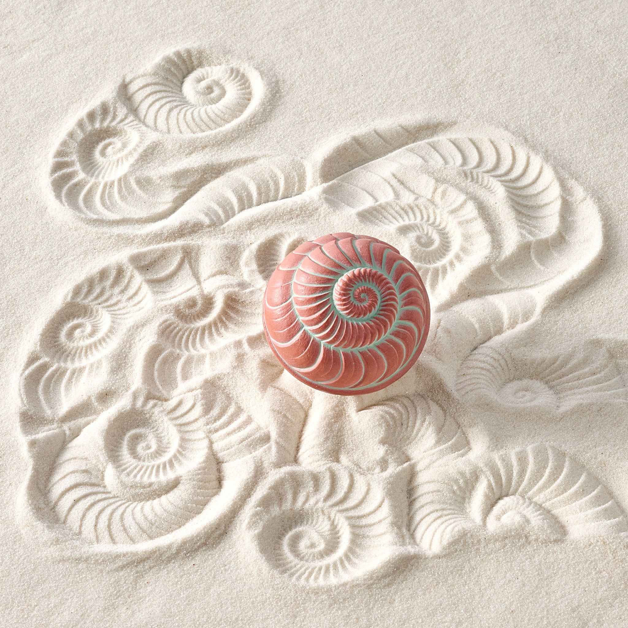 Ammonite | Sand Wonk – Olander Earthworks